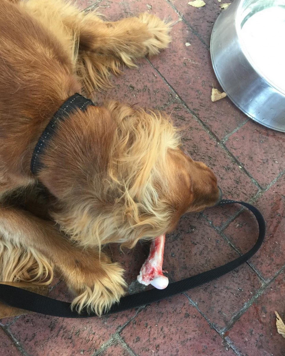 Dog Friendly Restaurants In Cape Town Travelstart Blog dog-friendly-restaurants-in-cape-town-travelstart-blog